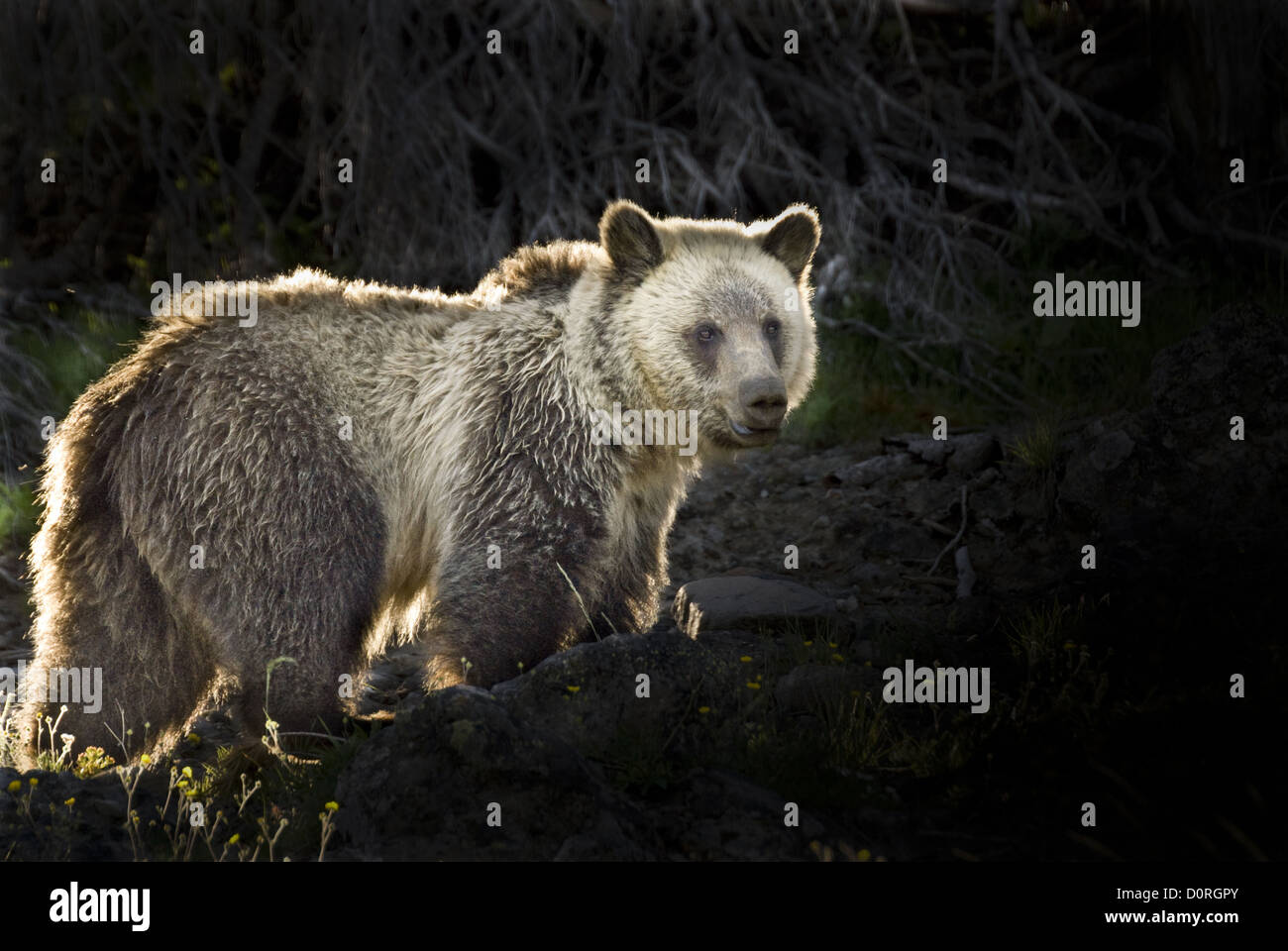 Silvertip hi-res stock photography and images - Alamy