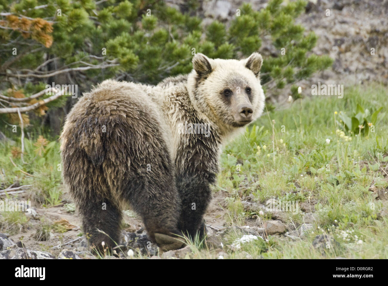 Looking back griz hi-res stock photography and images - Alamy
