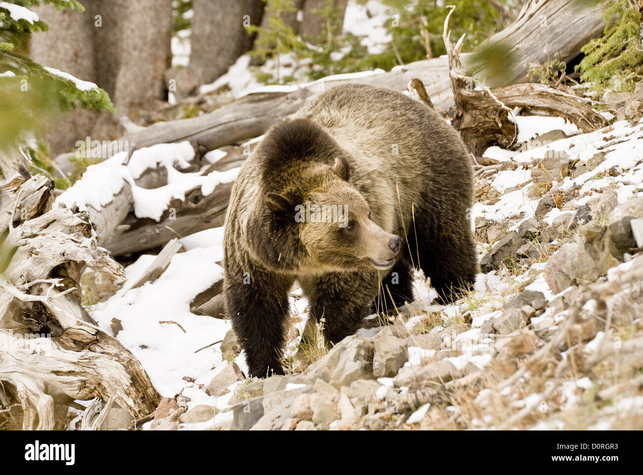 Grizzly Bear in the Wild Stock Photo - Alamy