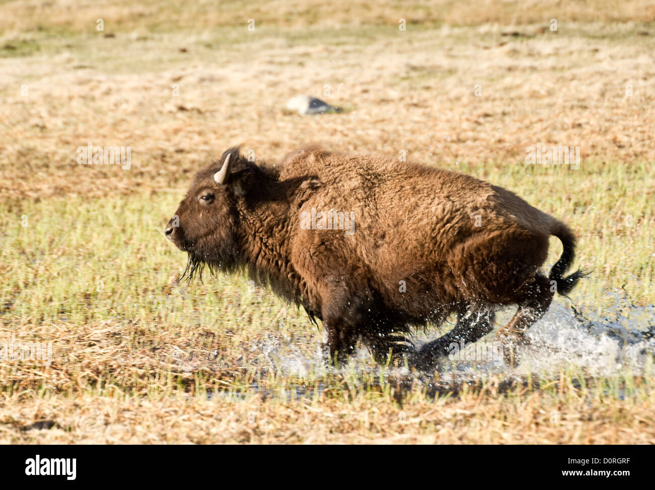 Stampede bison hi-res stock photography and images - Alamy