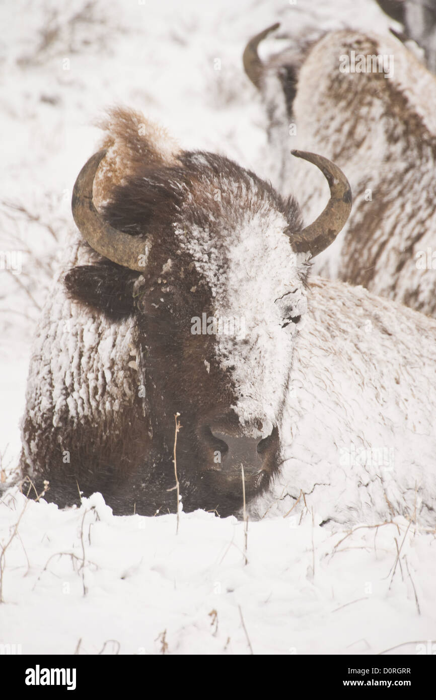Bison in Winter Storm Stock Photo - Alamy