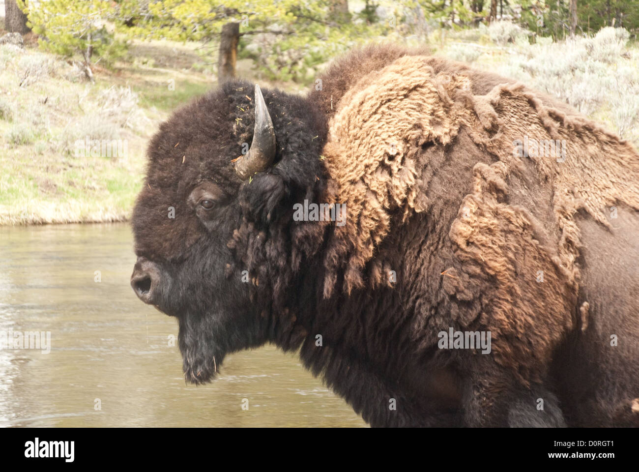 Great American Buffalo Stock Photo - Alamy