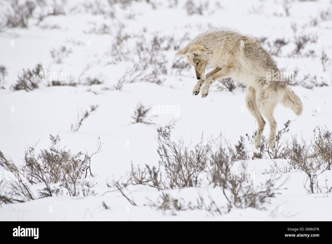 Leaping coyote hi-res stock photography and images - Alamy