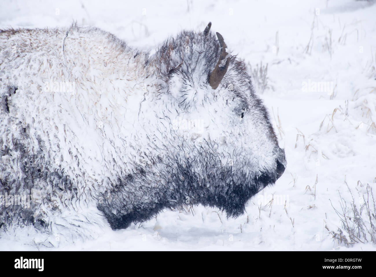 Bison in Winter Storm Stock Photo - Alamy