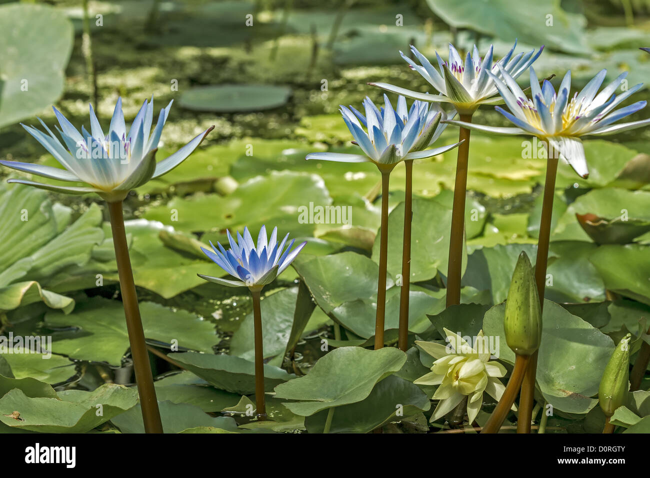 Blue Water Lily Nymphaea caerulea Stock Photo - Alamy