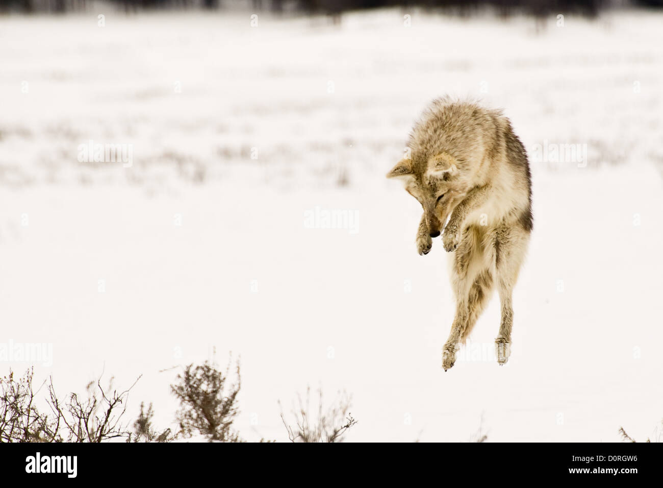 Coyote pouncing hi-res stock photography and images - Alamy