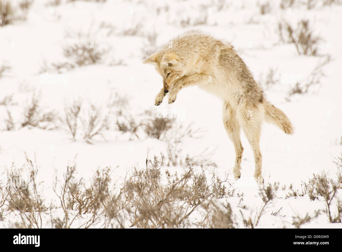 Leaping coyote hi-res stock photography and images - Alamy