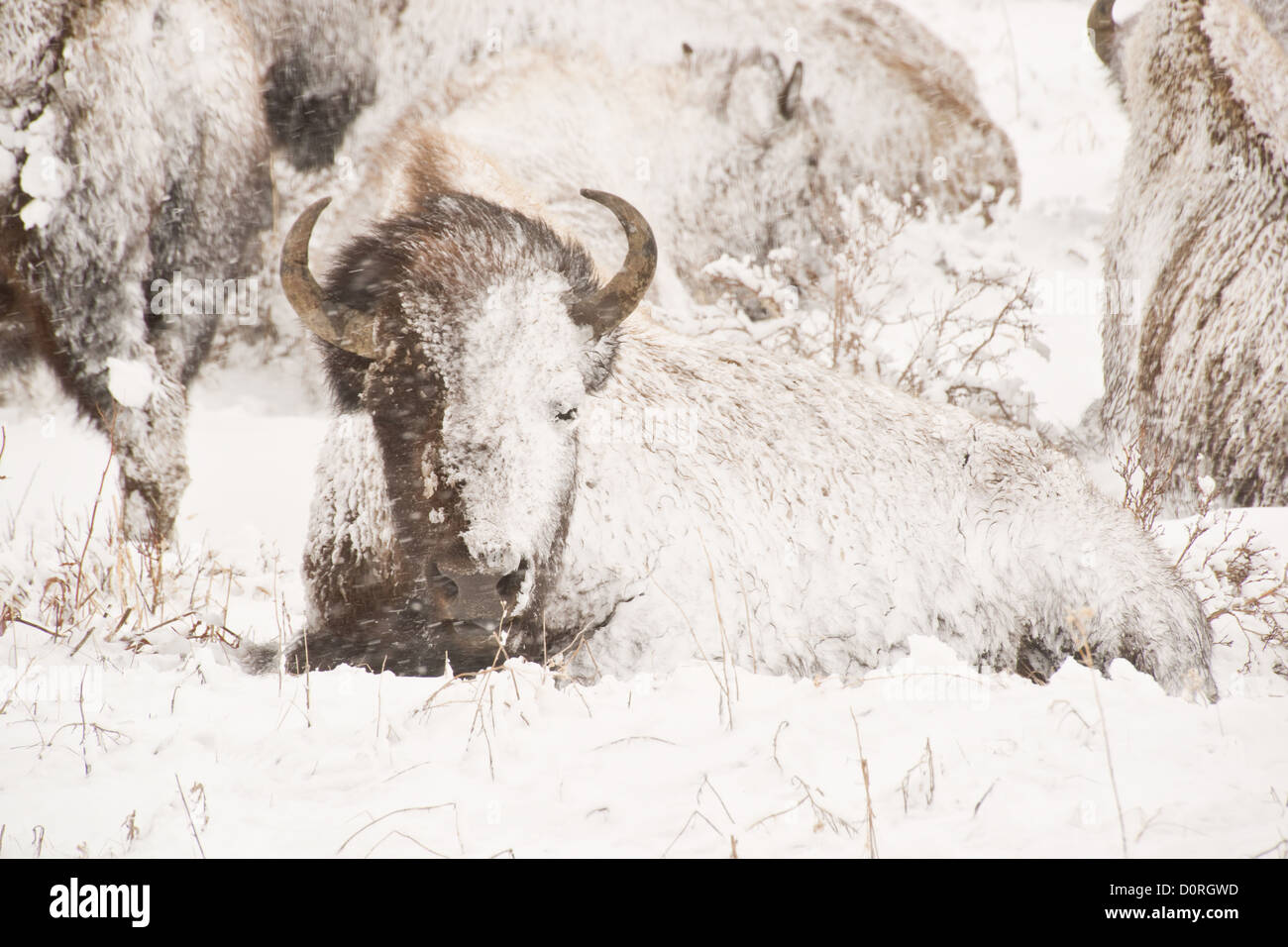 Bison In Winter Storm Stock Photos & Bison In Winter Storm Stock Images ...