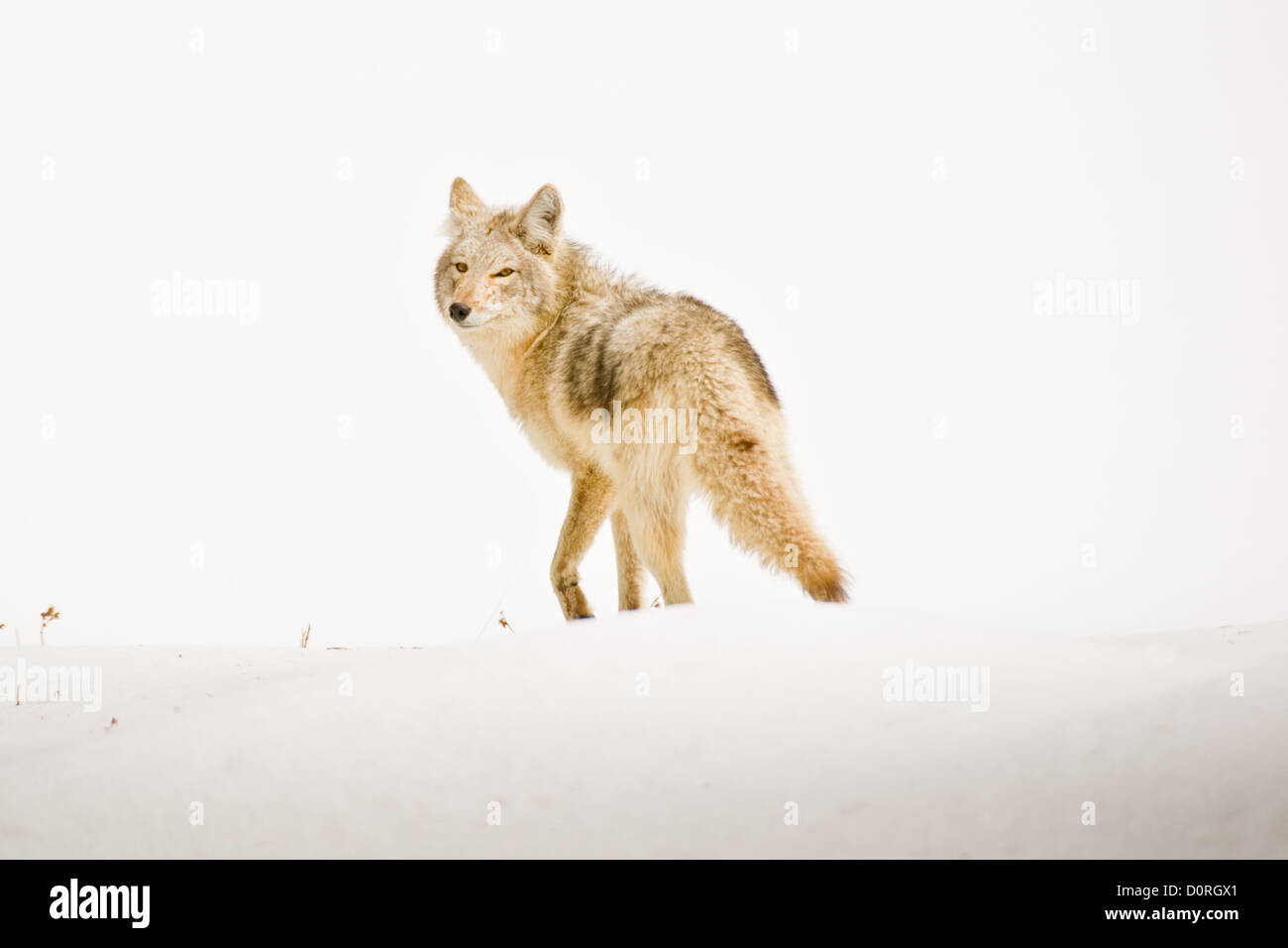 One Last Look Stock Photo - Alamy