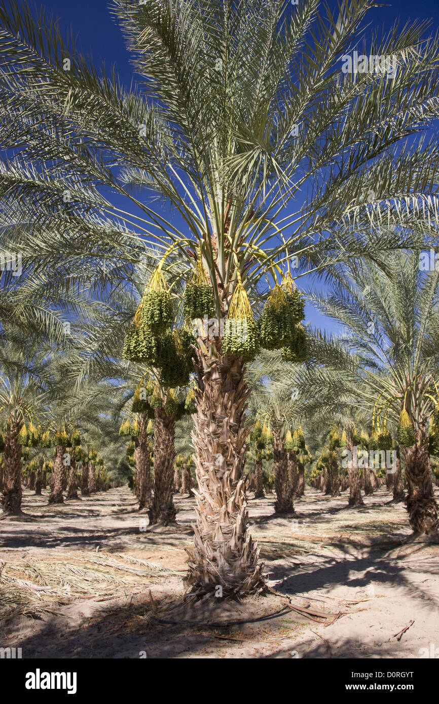 Date Palm Trees Stock Photo - Alamy