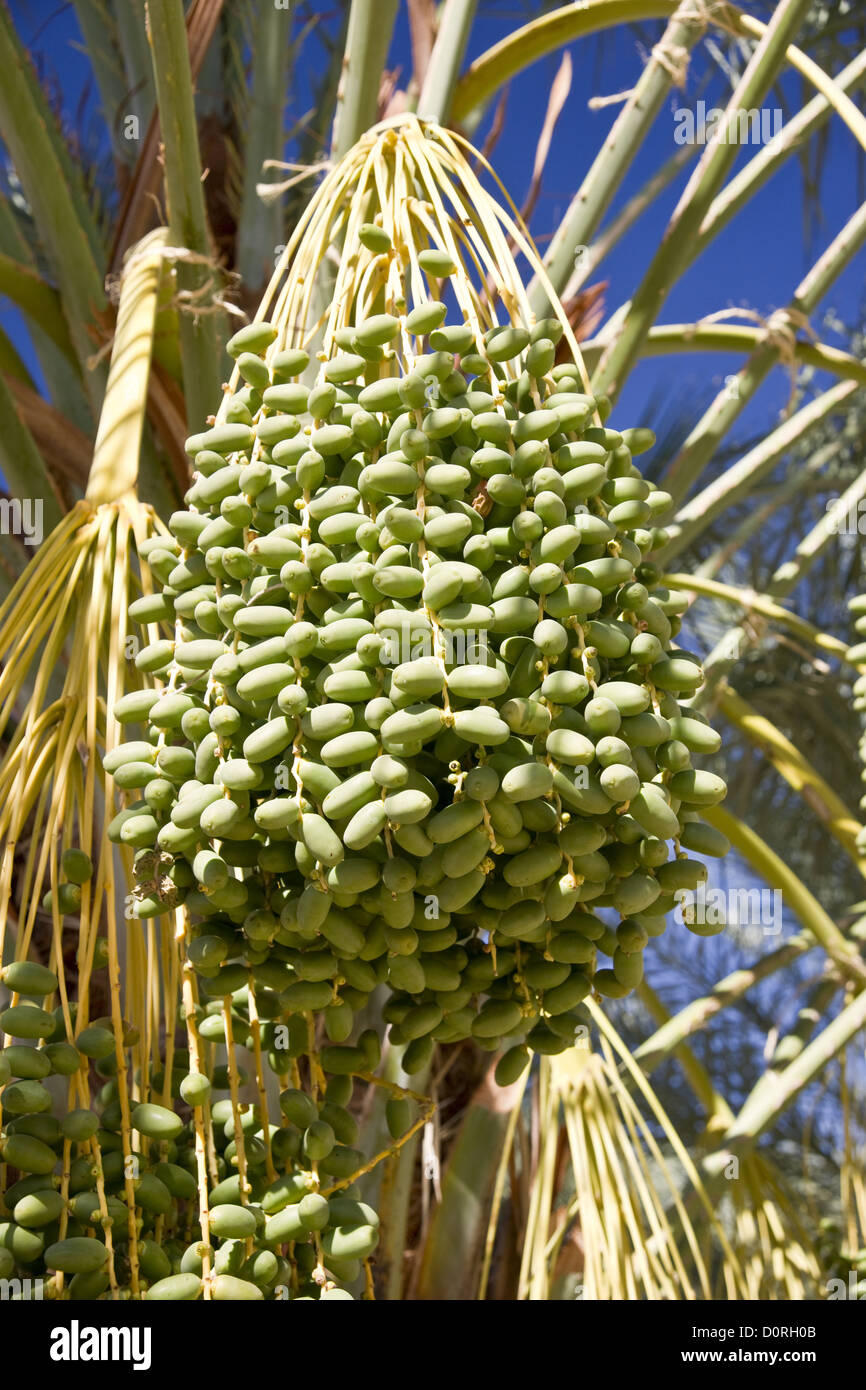 Date Palm Fruit on the Tree Stock Photo - Alamy