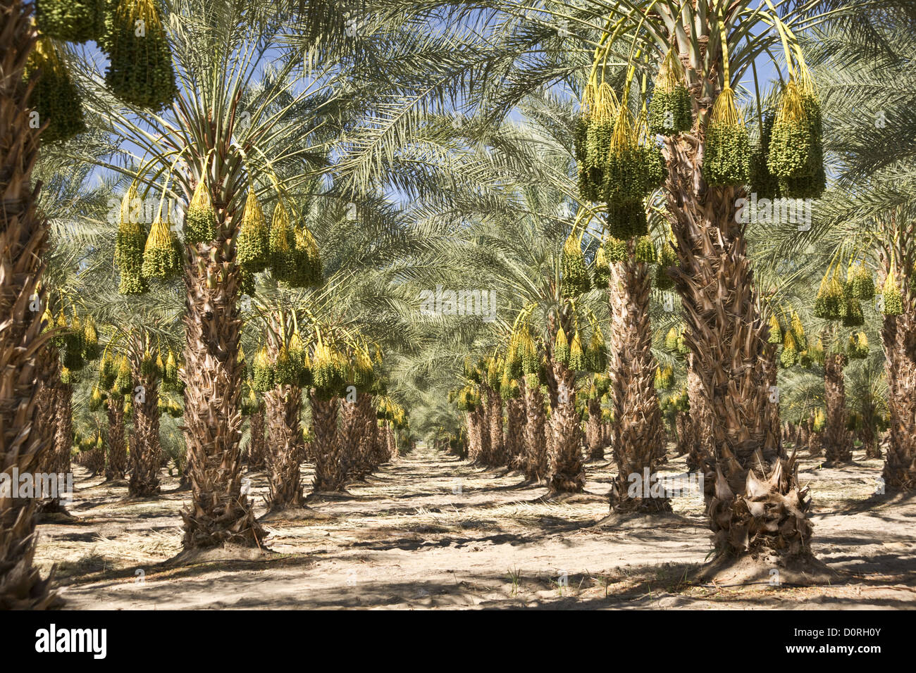 Date Palm Orchard Stock Photo - Alamy