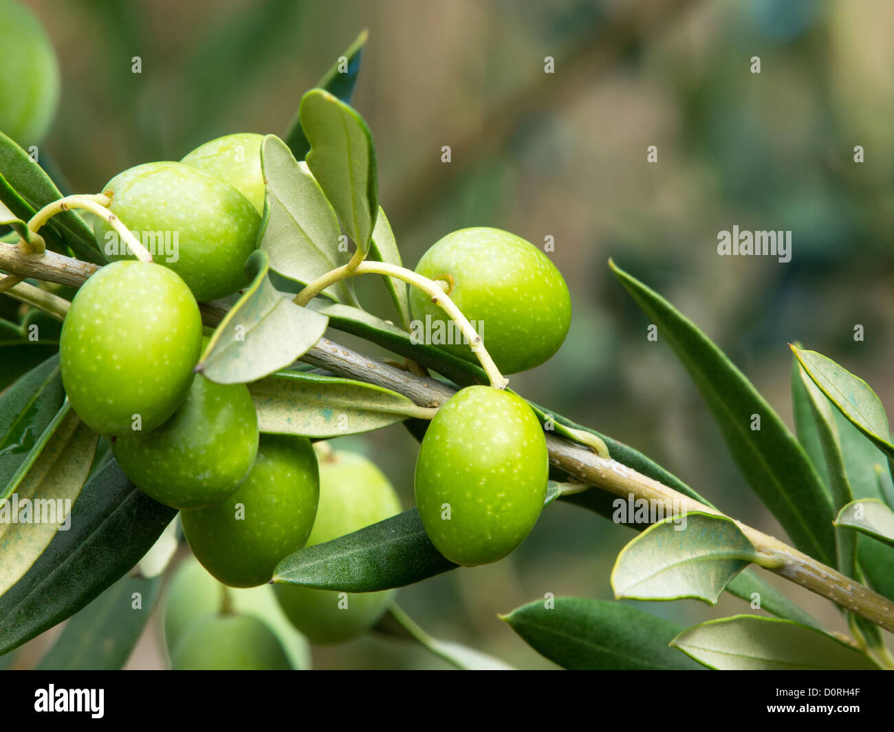 branch with olives on olive tree Stock Photo - Alamy