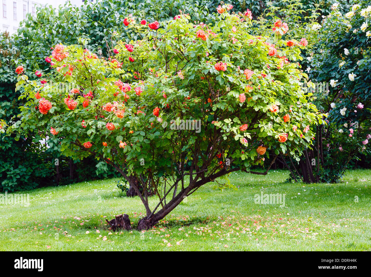 Blossoming red and white rose bushes in summer park Stock Photo - Alamy
