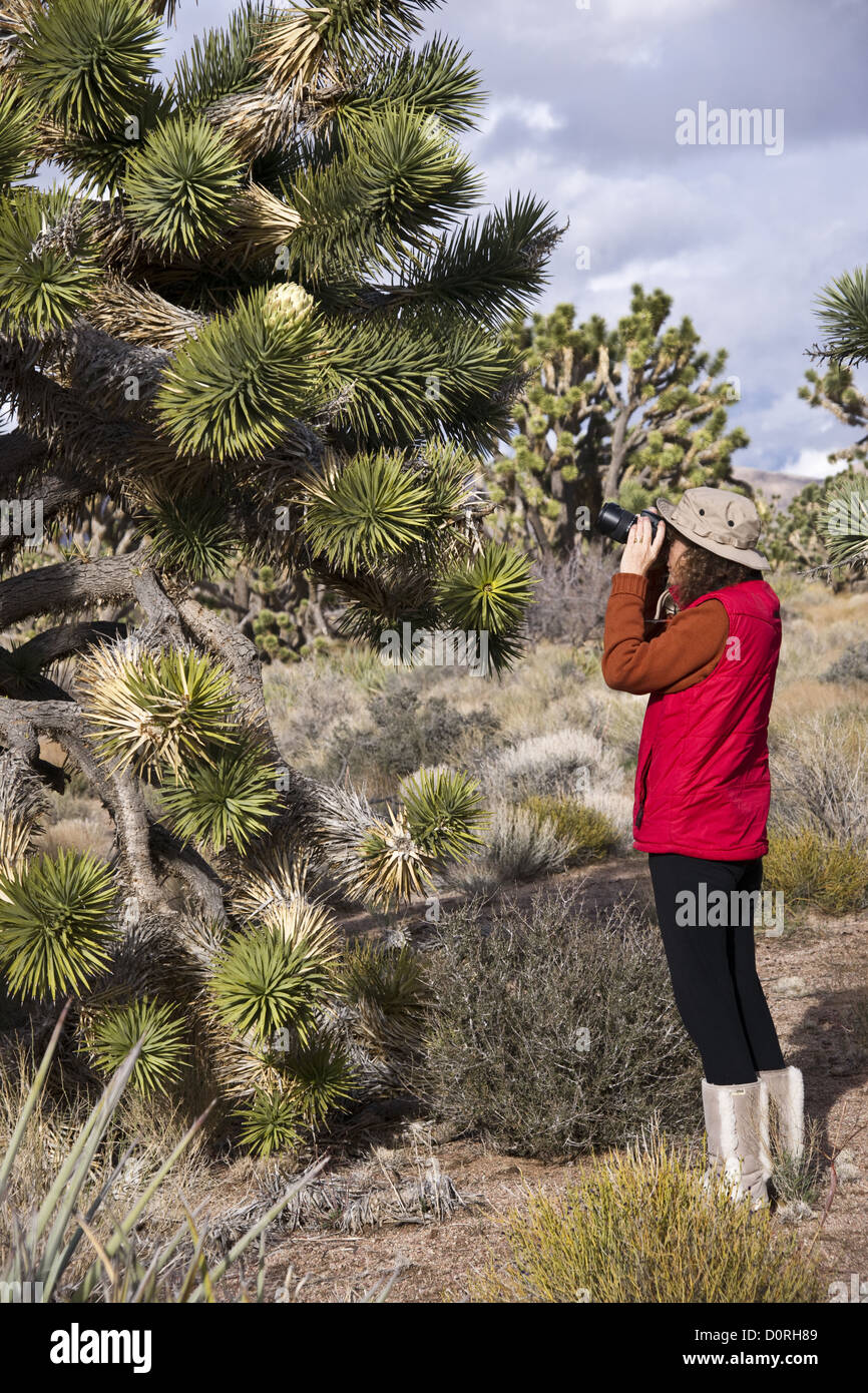 Joshua Tree and Photographer Stock Photo - Alamy