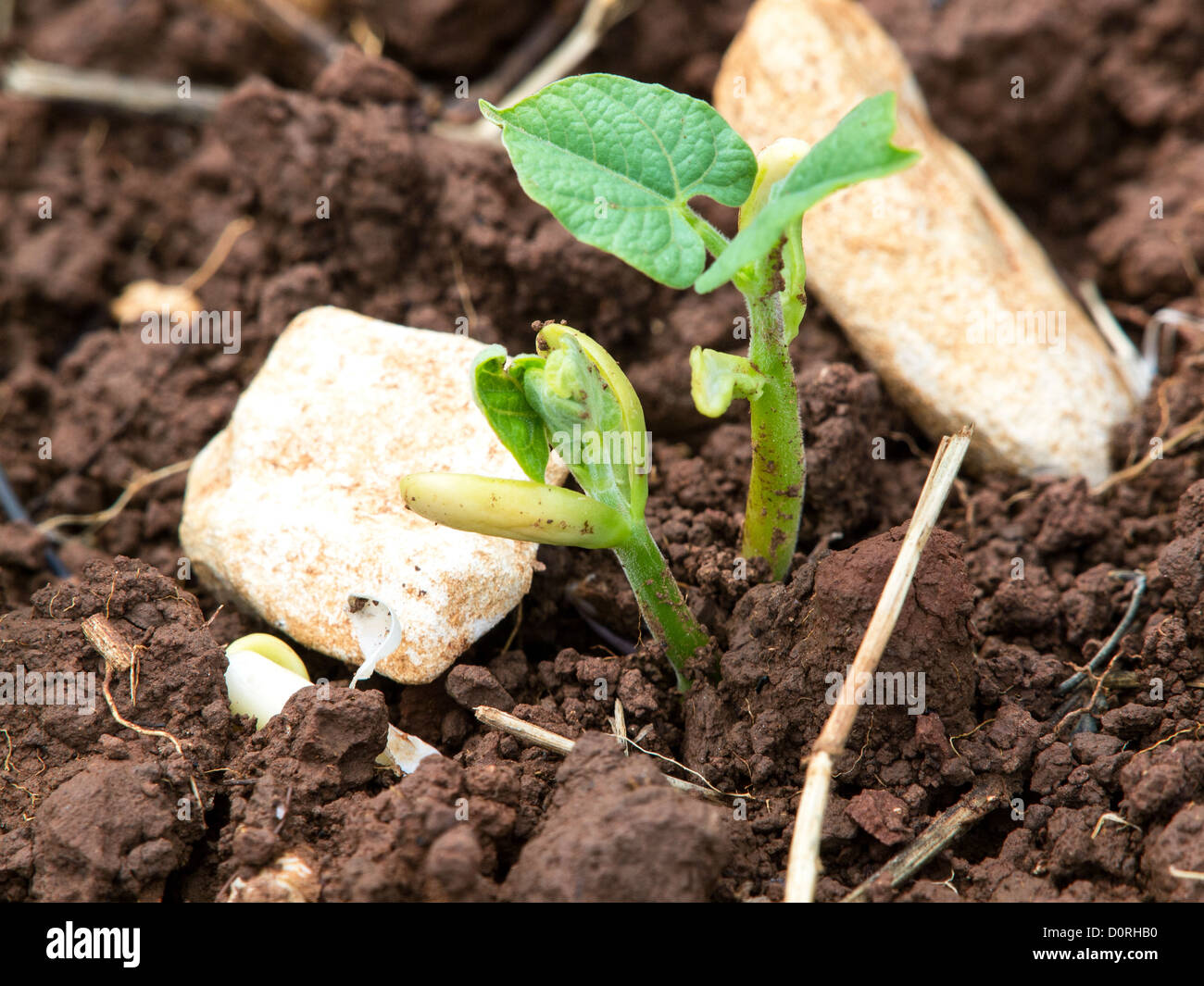 small bean plant groving Stock Photo - Alamy