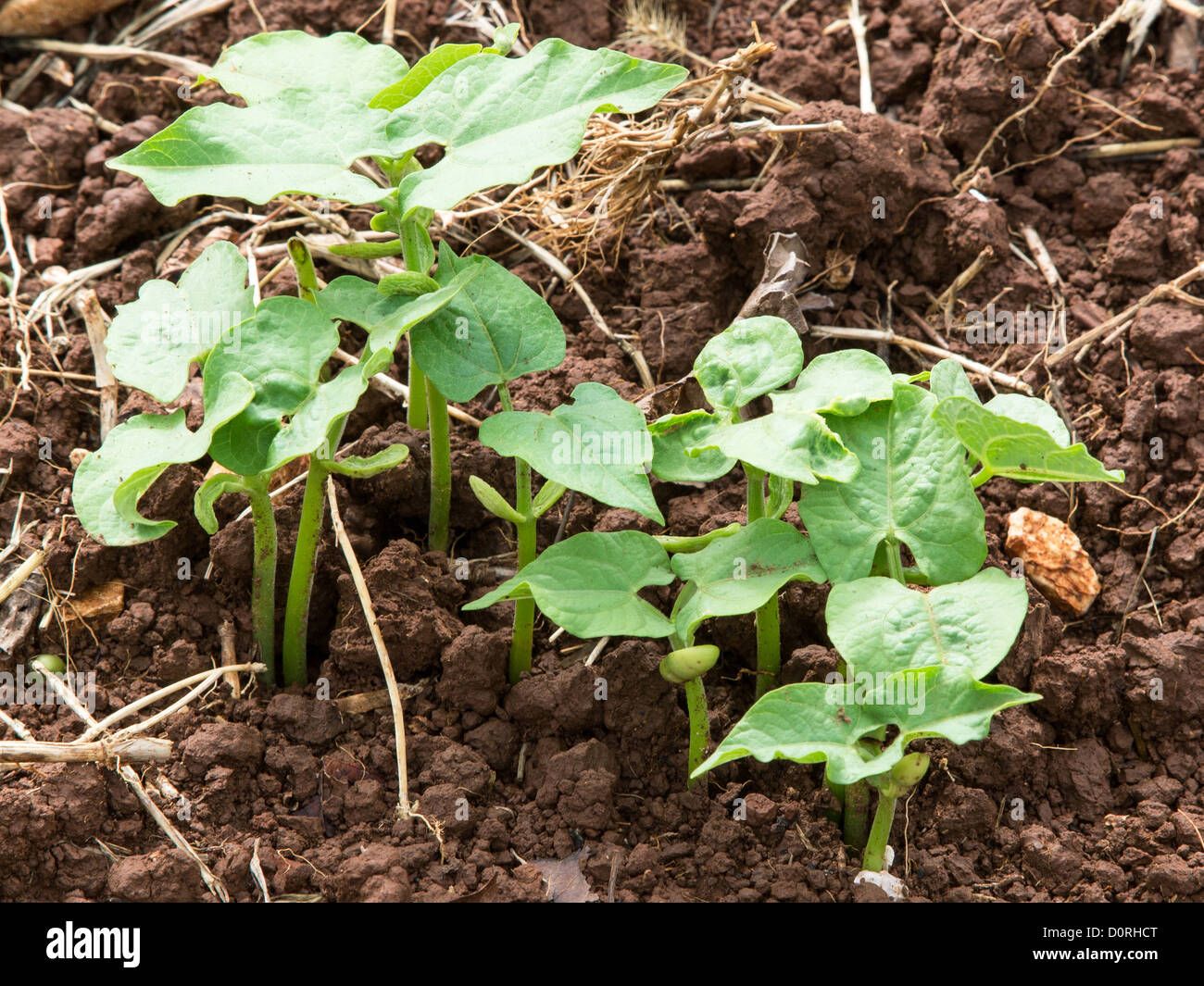 Bean plants hi-res stock photography and images - Alamy