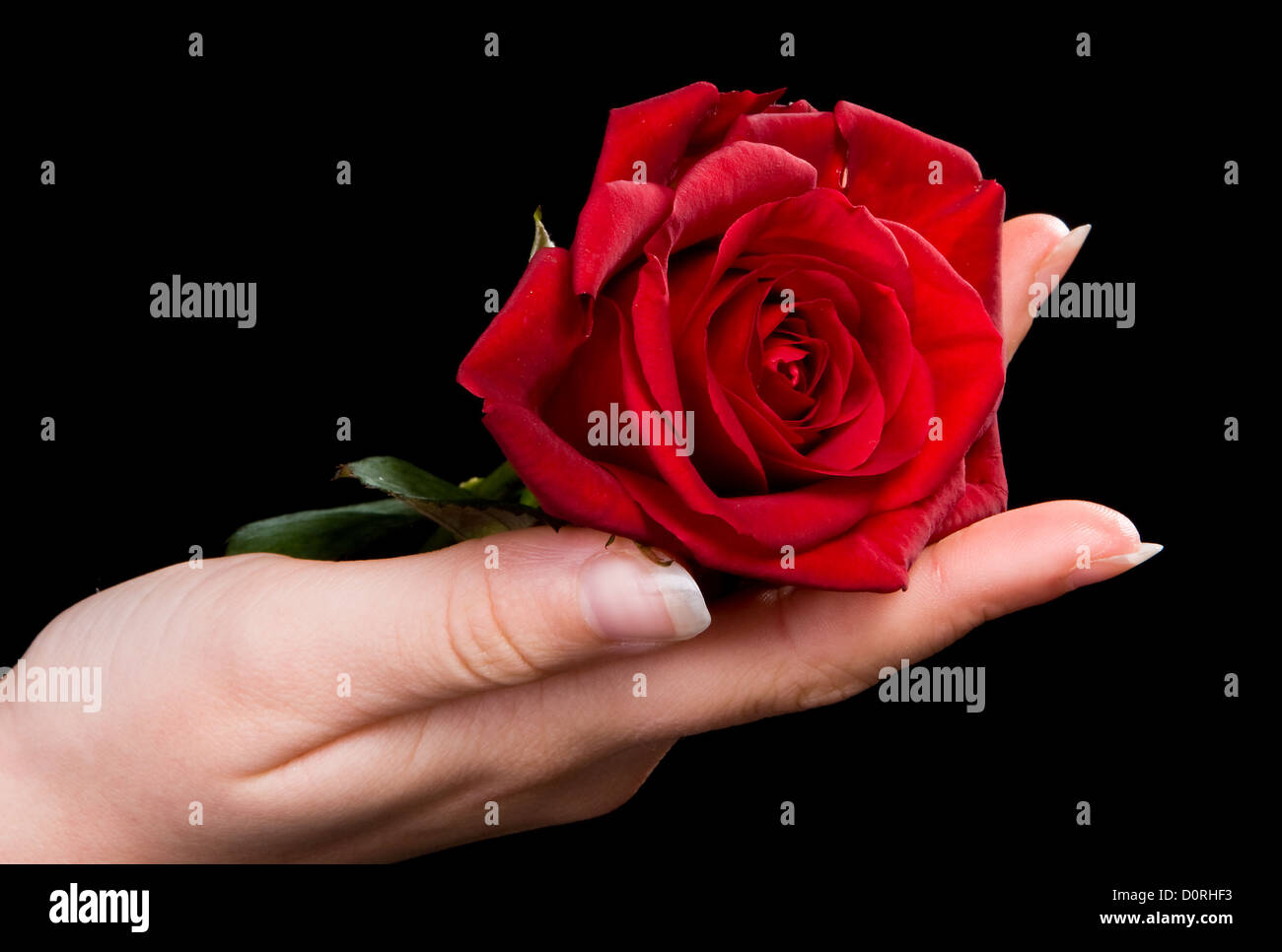 Elegant female hands holding the perfect red rose Stock Photo - Alamy
