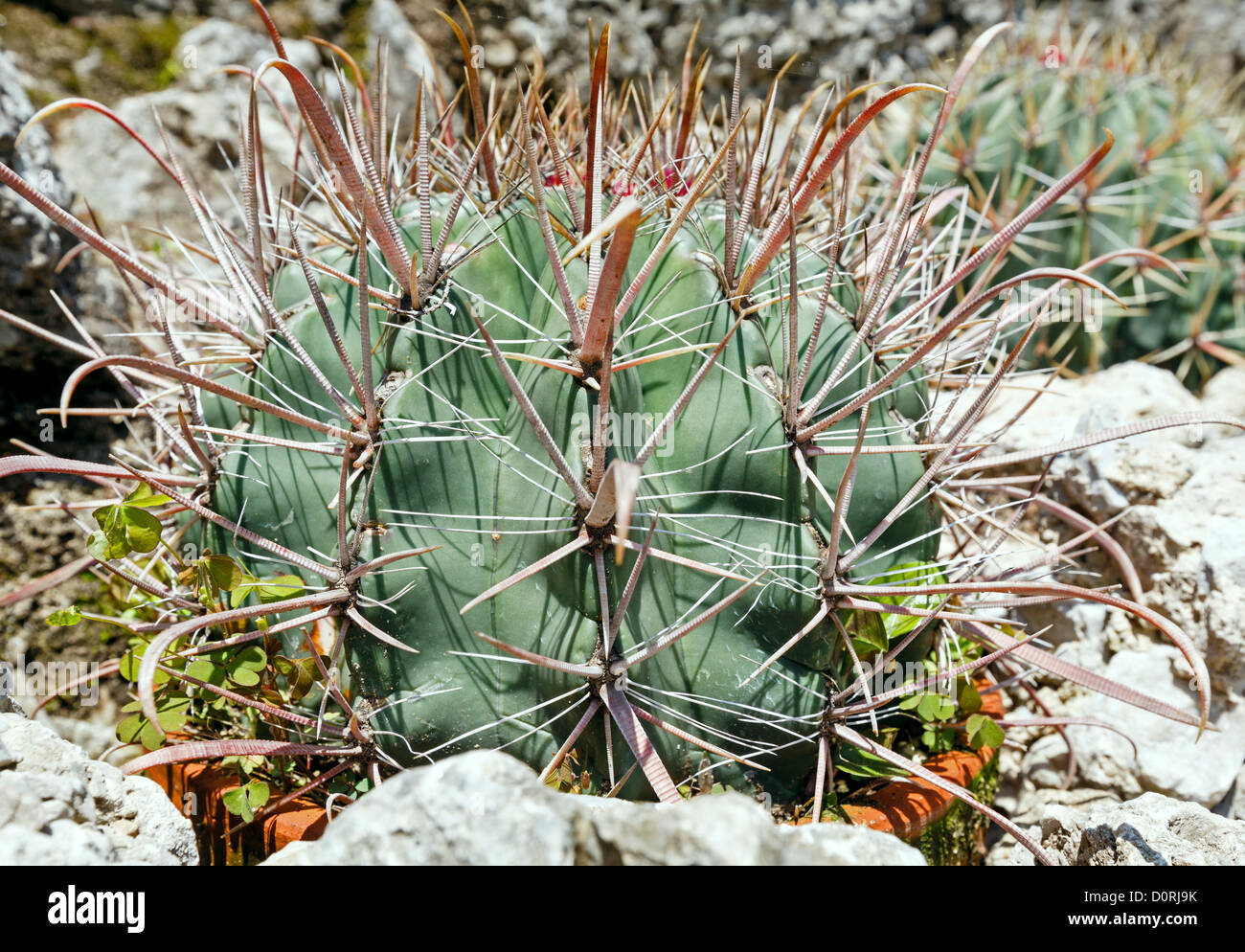 Beautiful shape green cactus plant Stock Photo - Alamy