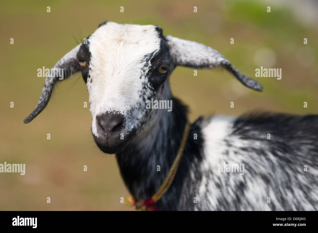 Goat Wall High Resolution Stock Photography and Images - Alamy