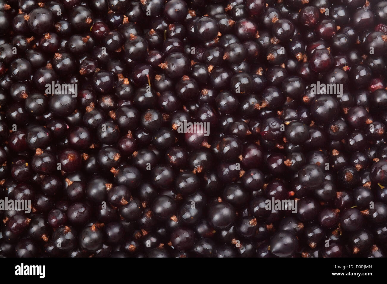 Blackcurrant seed hi-res stock photography and images - Alamy