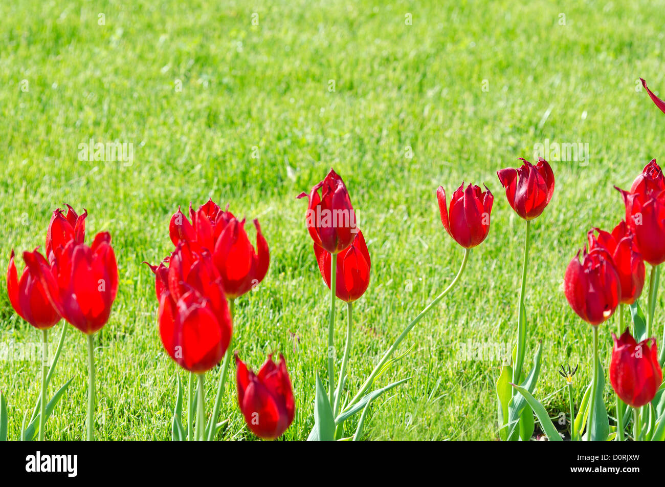 Garden with tulip flowers in summer Stock Photo - Alamy