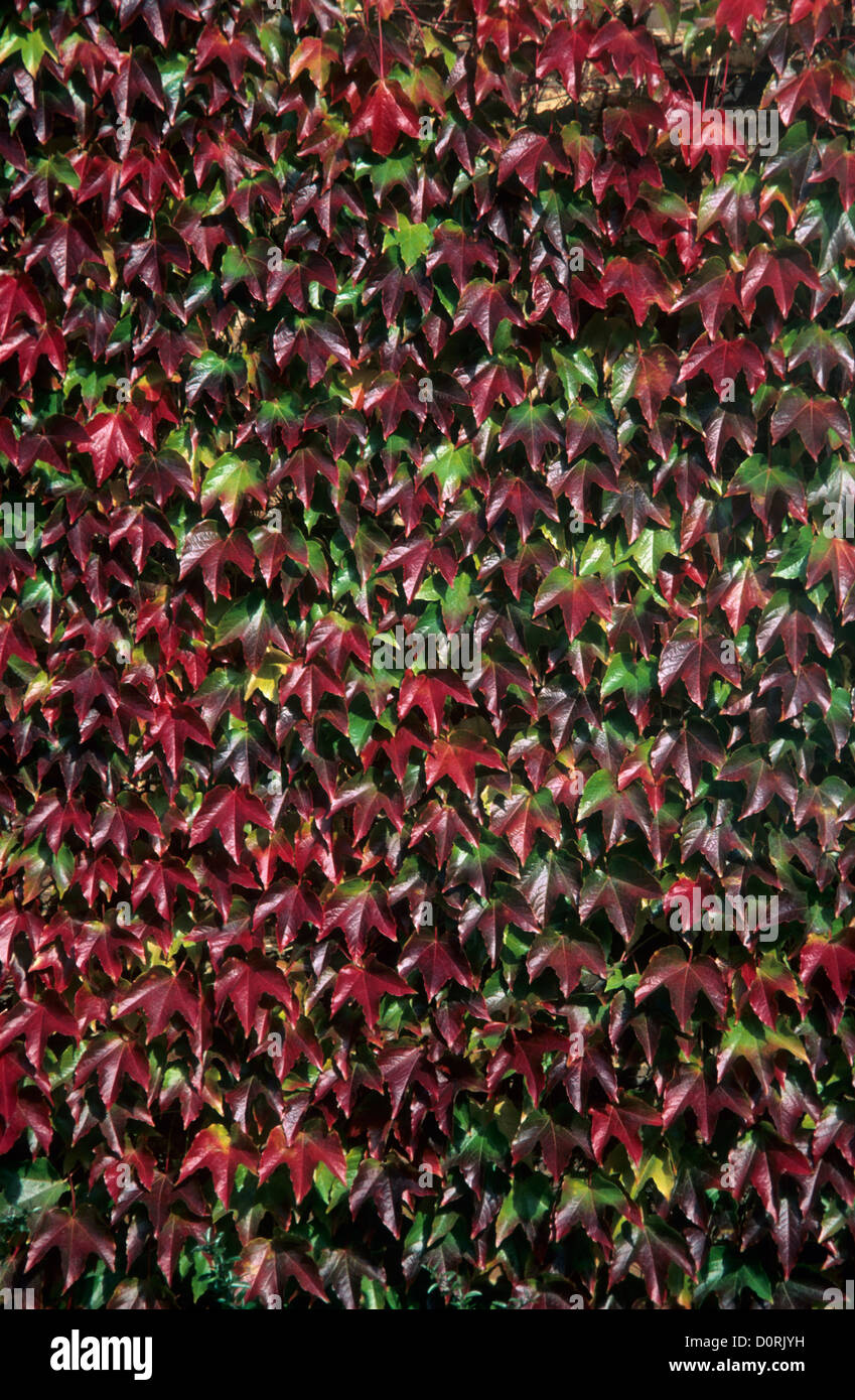 Ivy plant turning red hi-res stock photography and images - Alamy