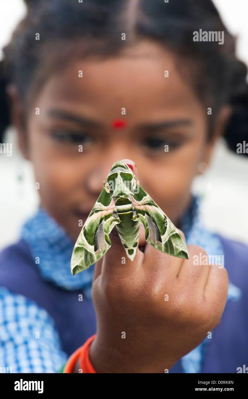 Moths of india hi-res stock photography and images - Alamy