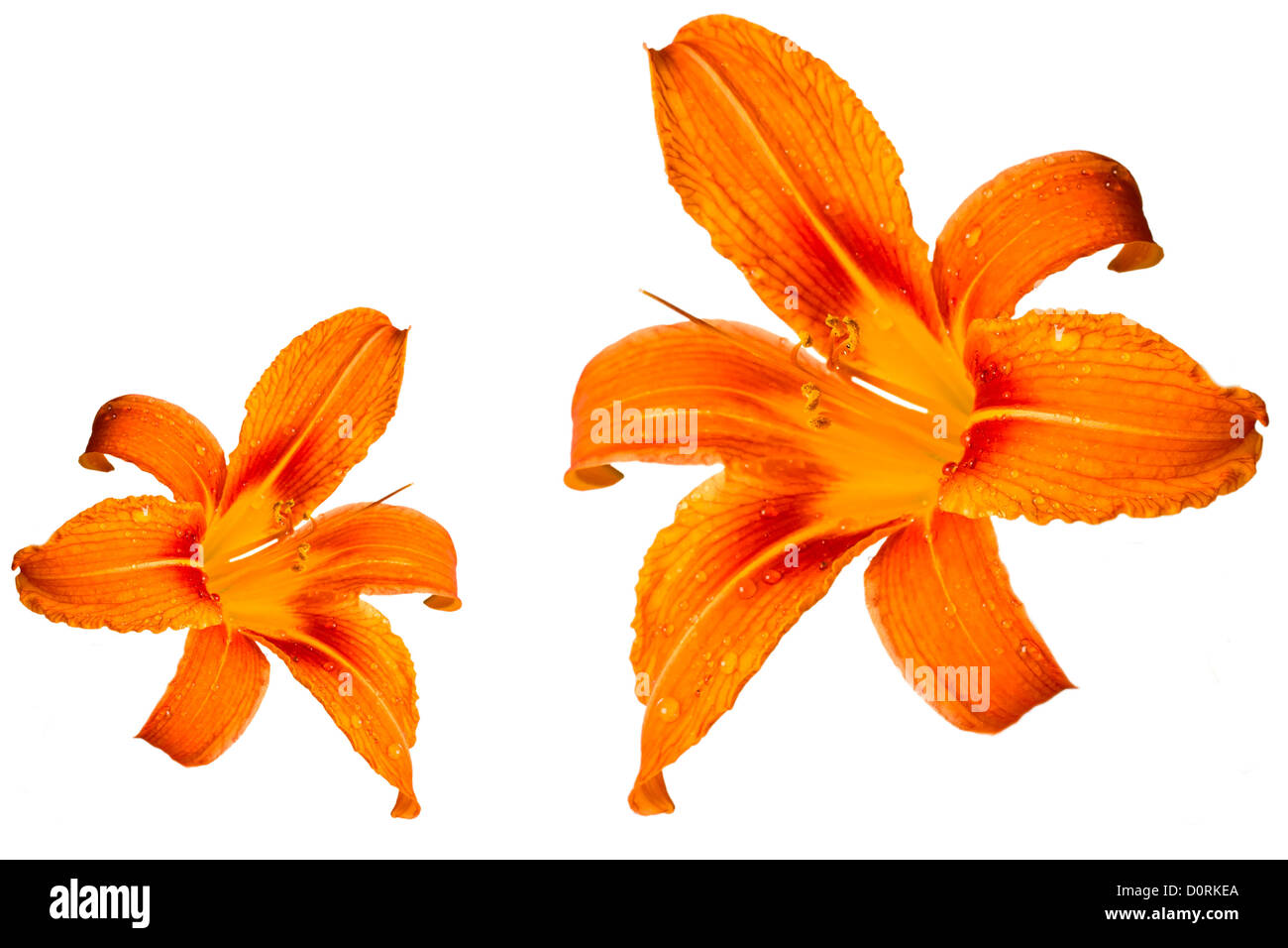 Orange tiger lily Stock Photo - Alamy