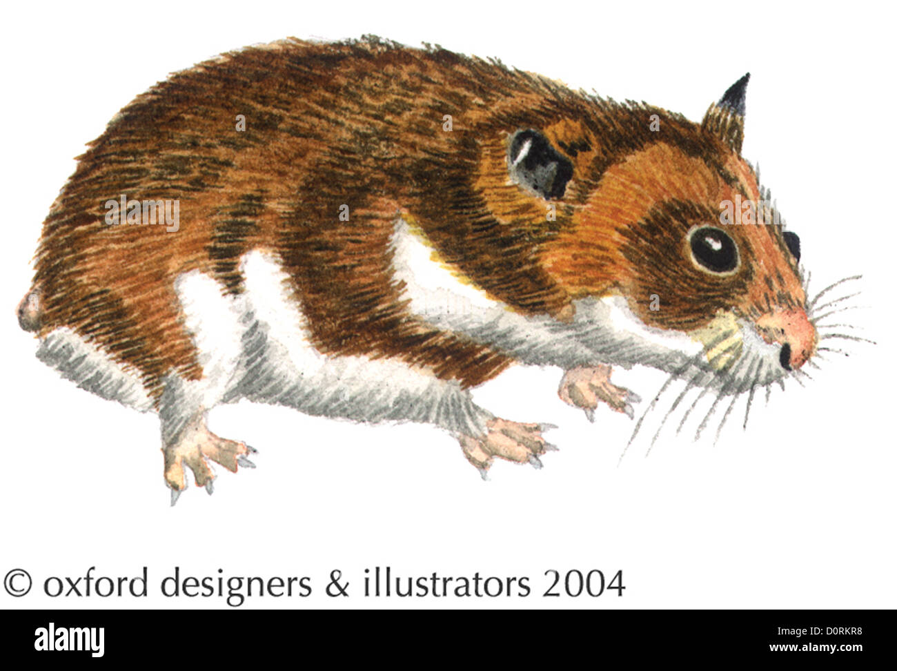 Cricetinae hi-res stock photography and images - Alamy