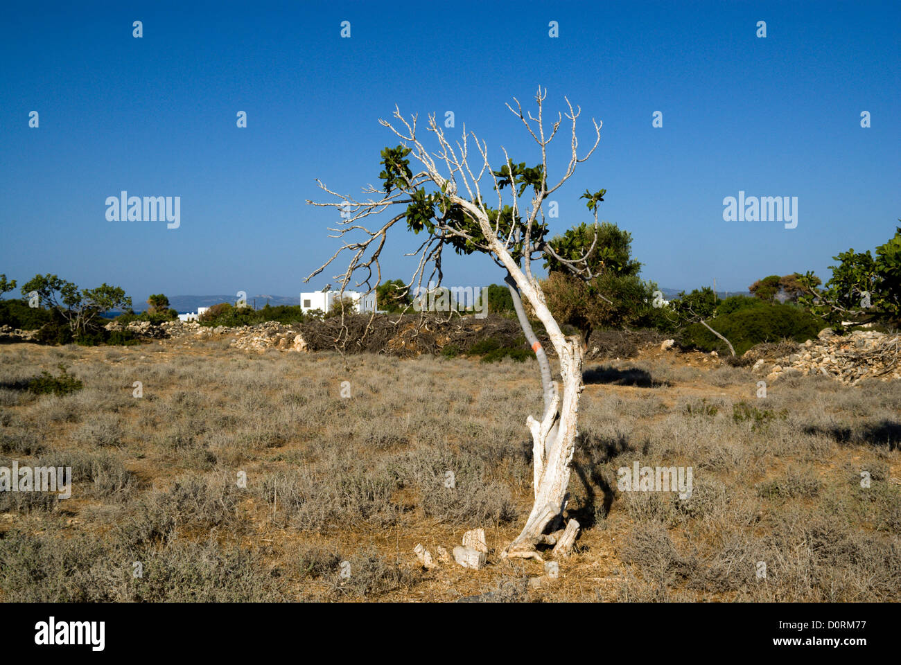 olive tree pefkos lindos rhodes dodecanese islands greece Stock Photo ...
