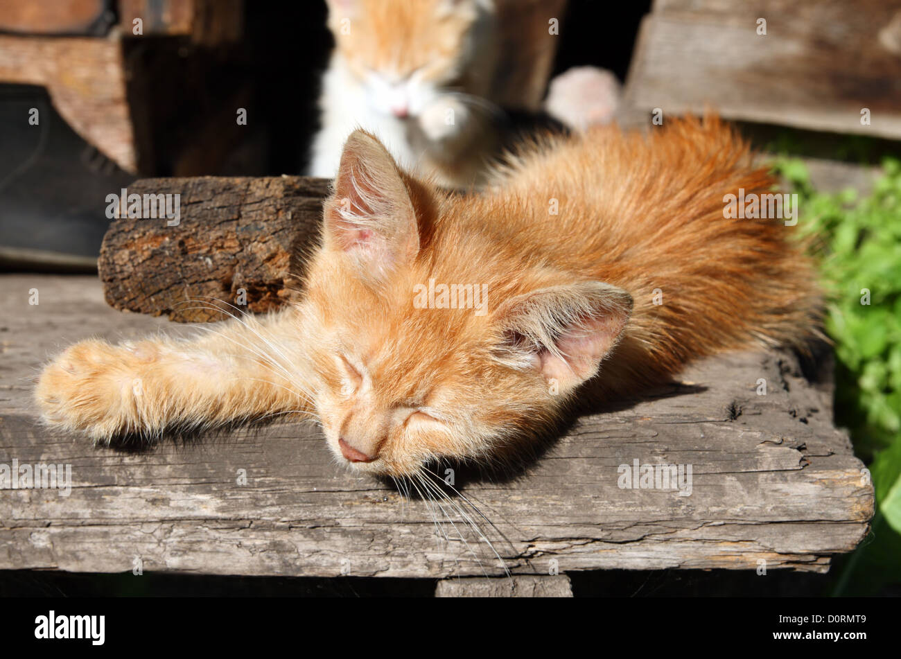 small cat sleeping Stock Photo - Alamy