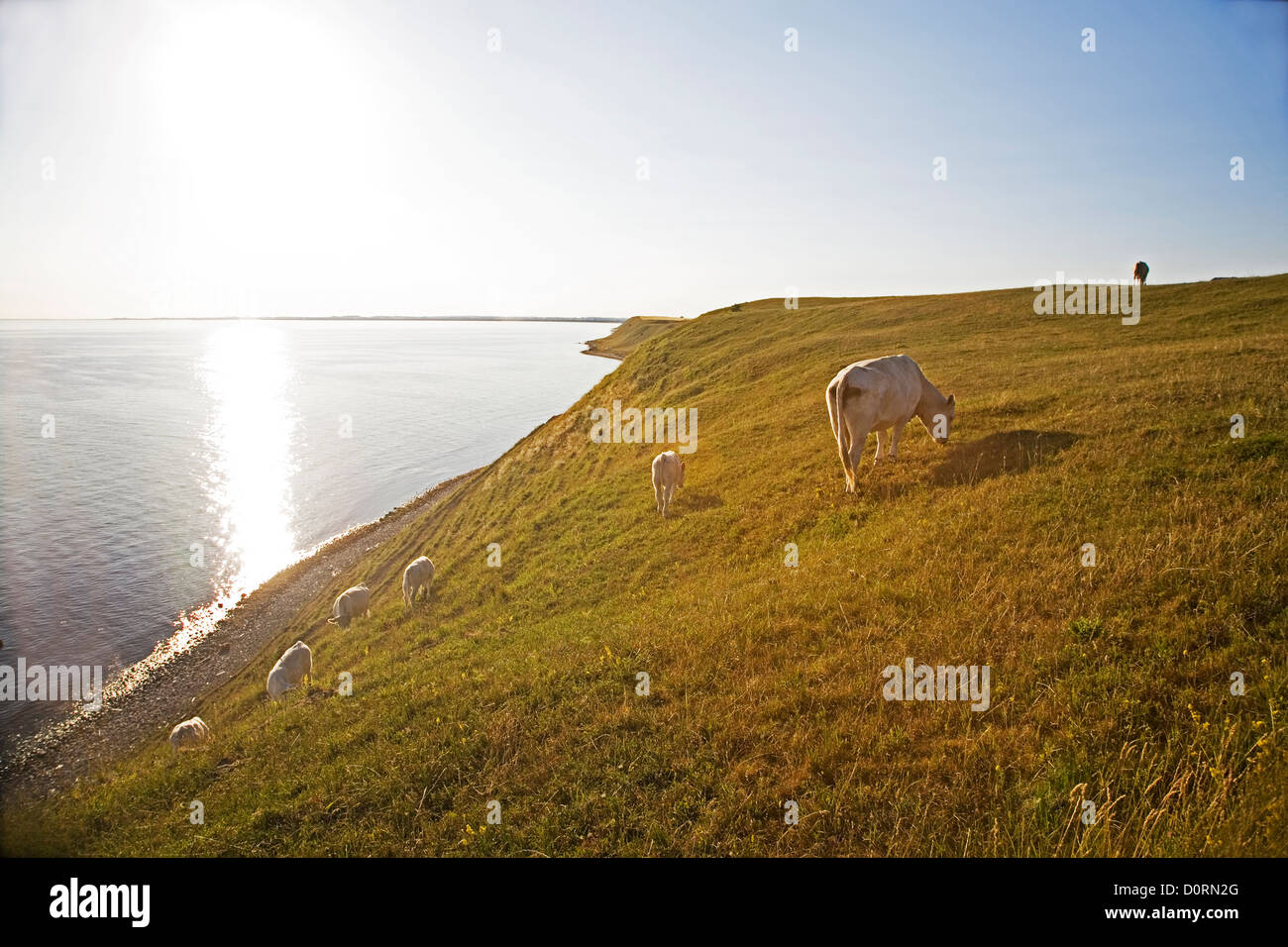 Sea cows hi-res stock photography and images - Alamy