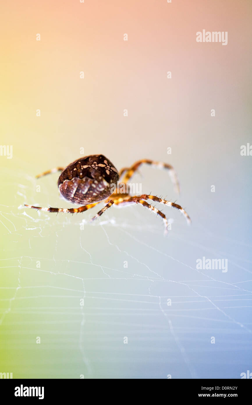 Diadem spider on the spider web Stock Photo - Alamy