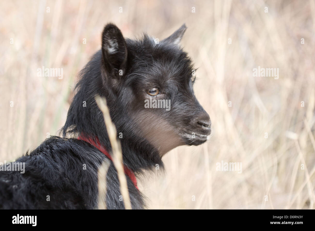 Young kid goats on in steppe in the summer Stock Photo - Alamy
