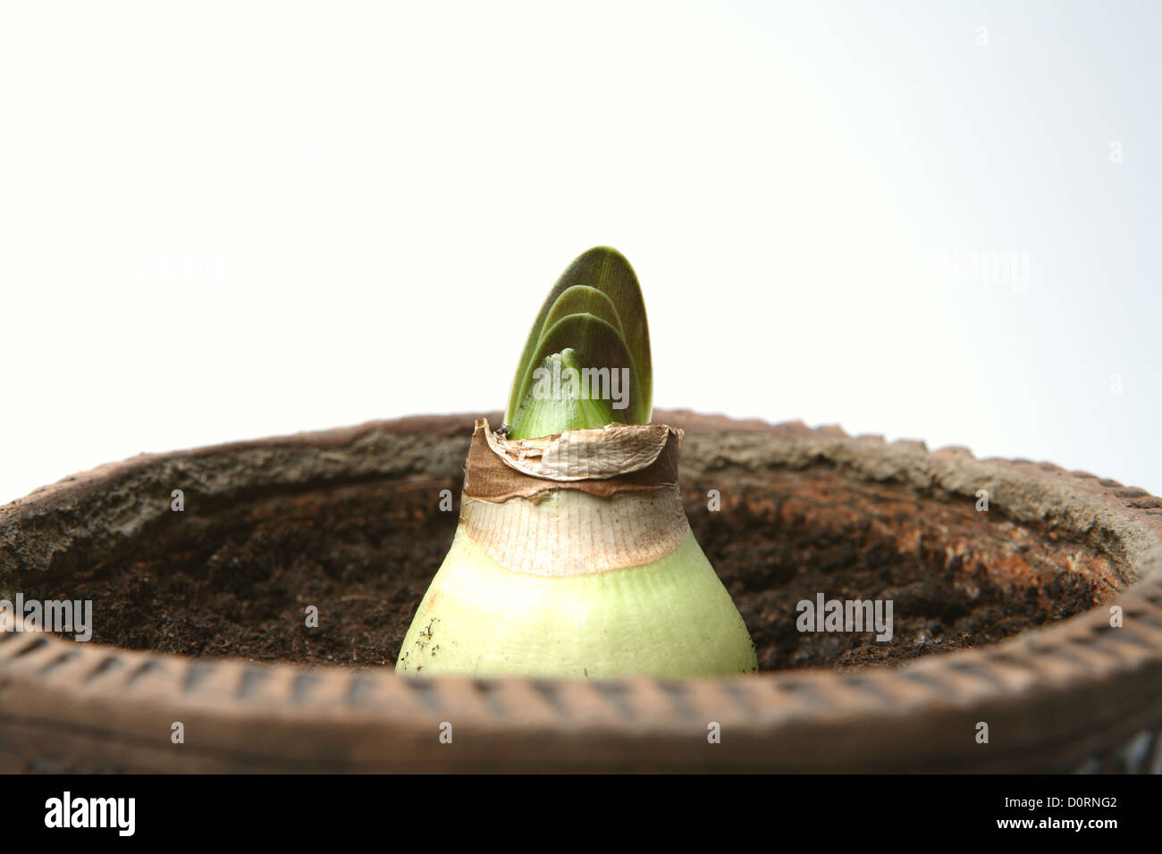 Lily sprout hi-res stock photography and images - Alamy