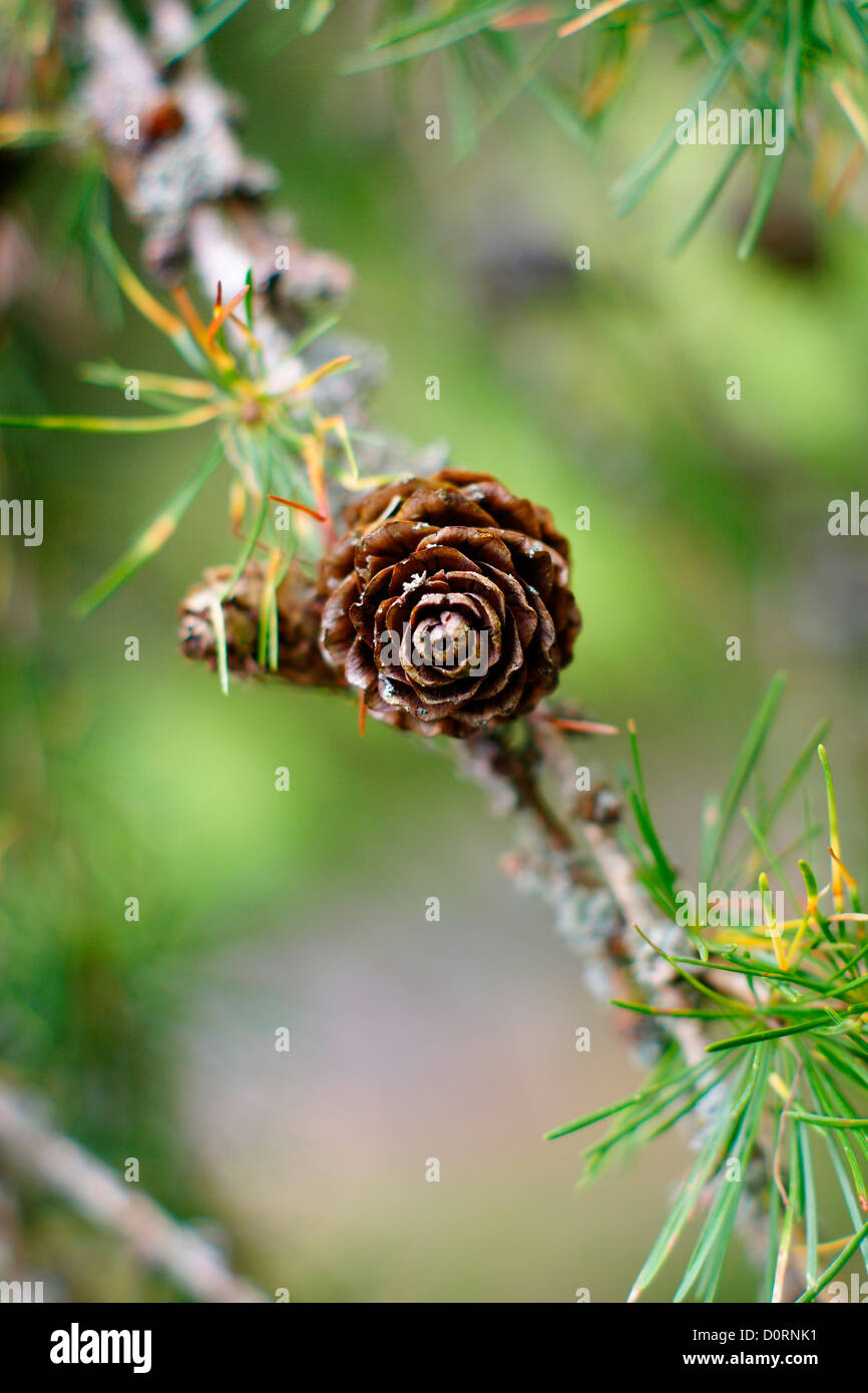 Autumn Conifer Cone, The European Larch tree - Larix decidua Stock ...