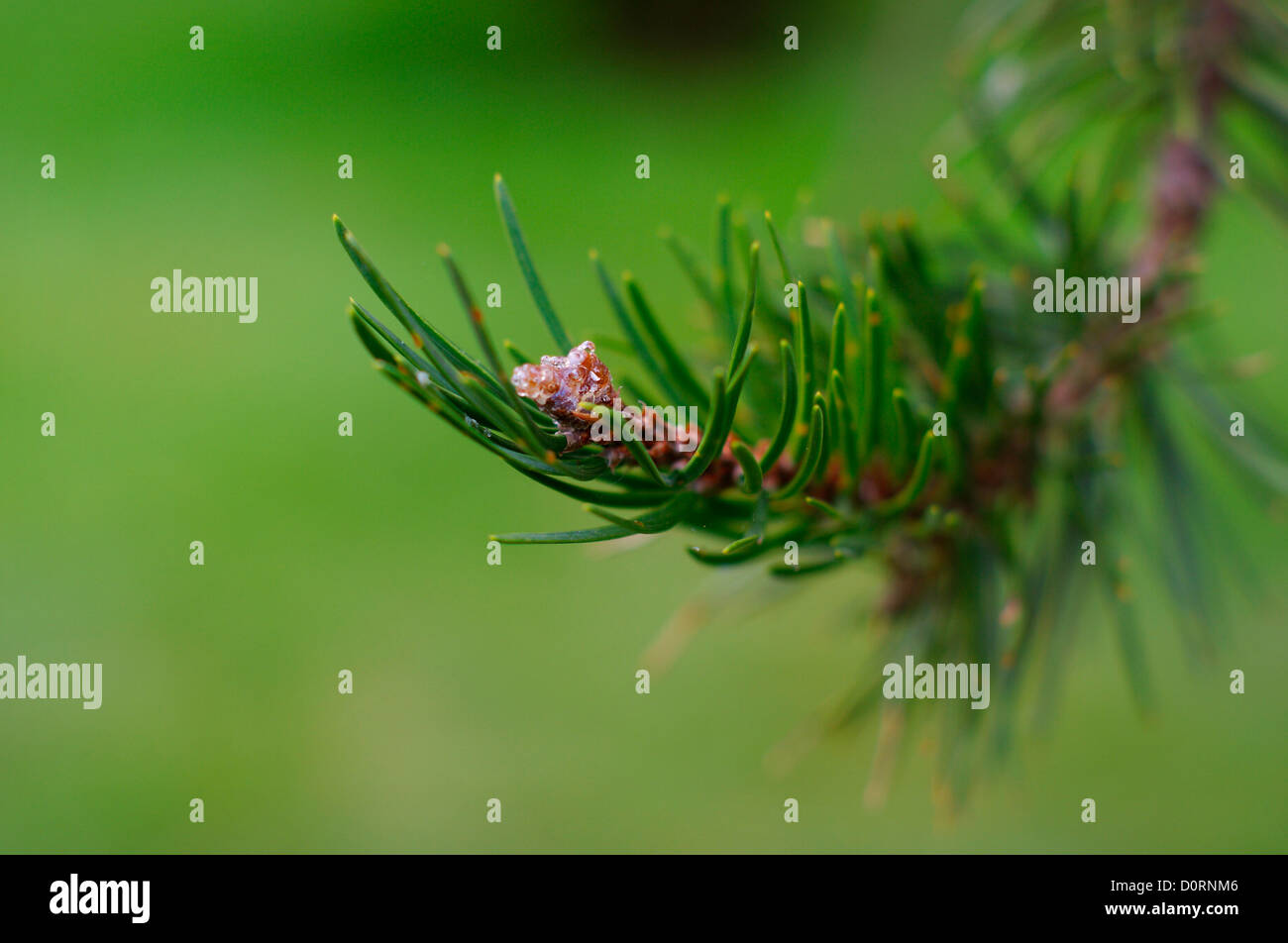 Jack Pine branch tip developing terminal buds - BanksKiefer Pinus ...