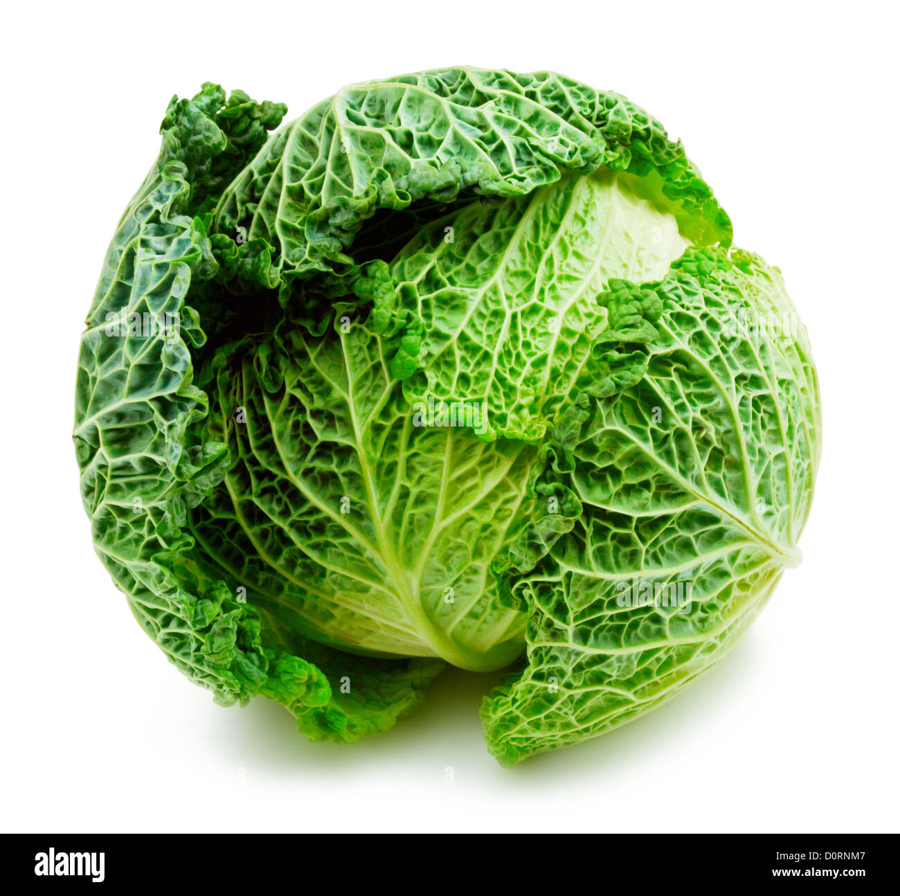 Growing cabbage Cut Out Stock Images & Pictures - Alamy