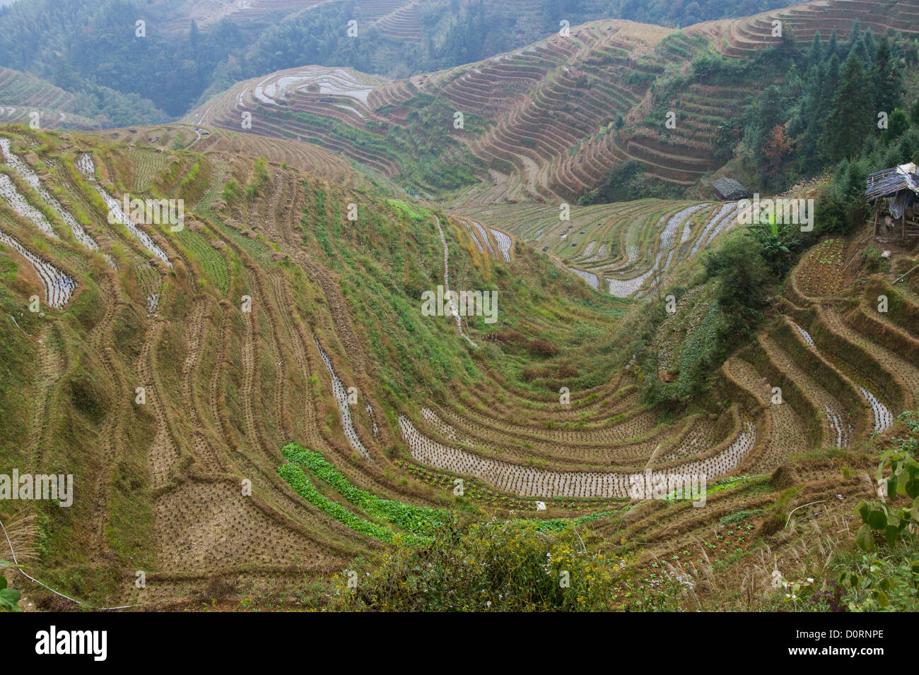China Guangxi Longji, Ping An, Rice terraces Stock Photo - Alamy