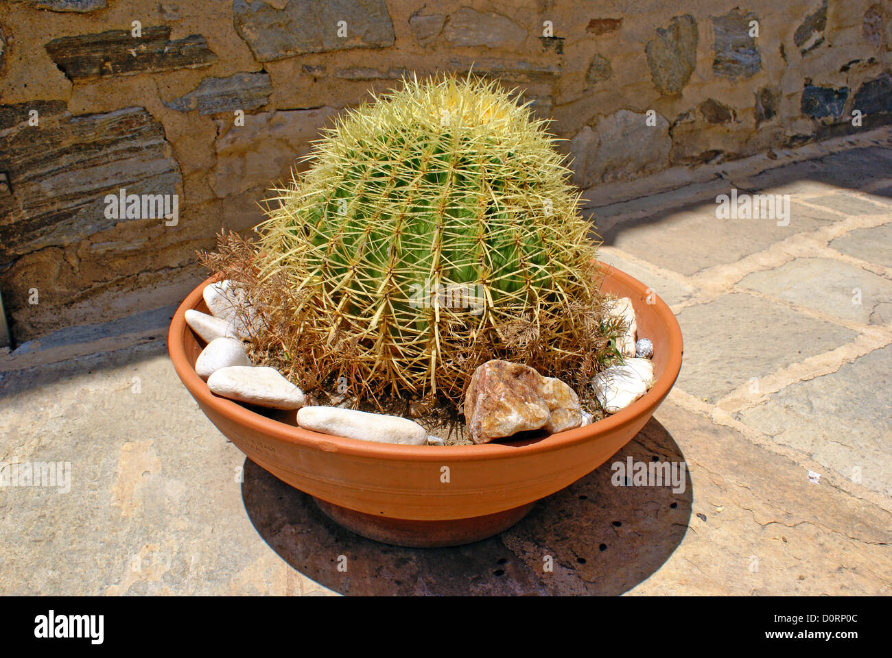 Potted globe cactus Stock Photo - Alamy