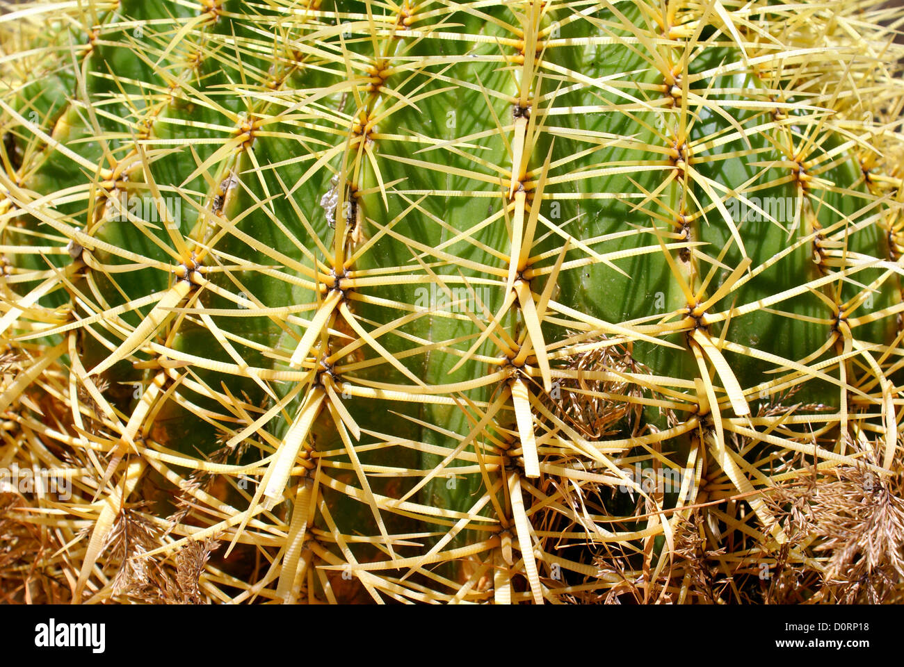 Potted globe cactus Stock Photo - Alamy