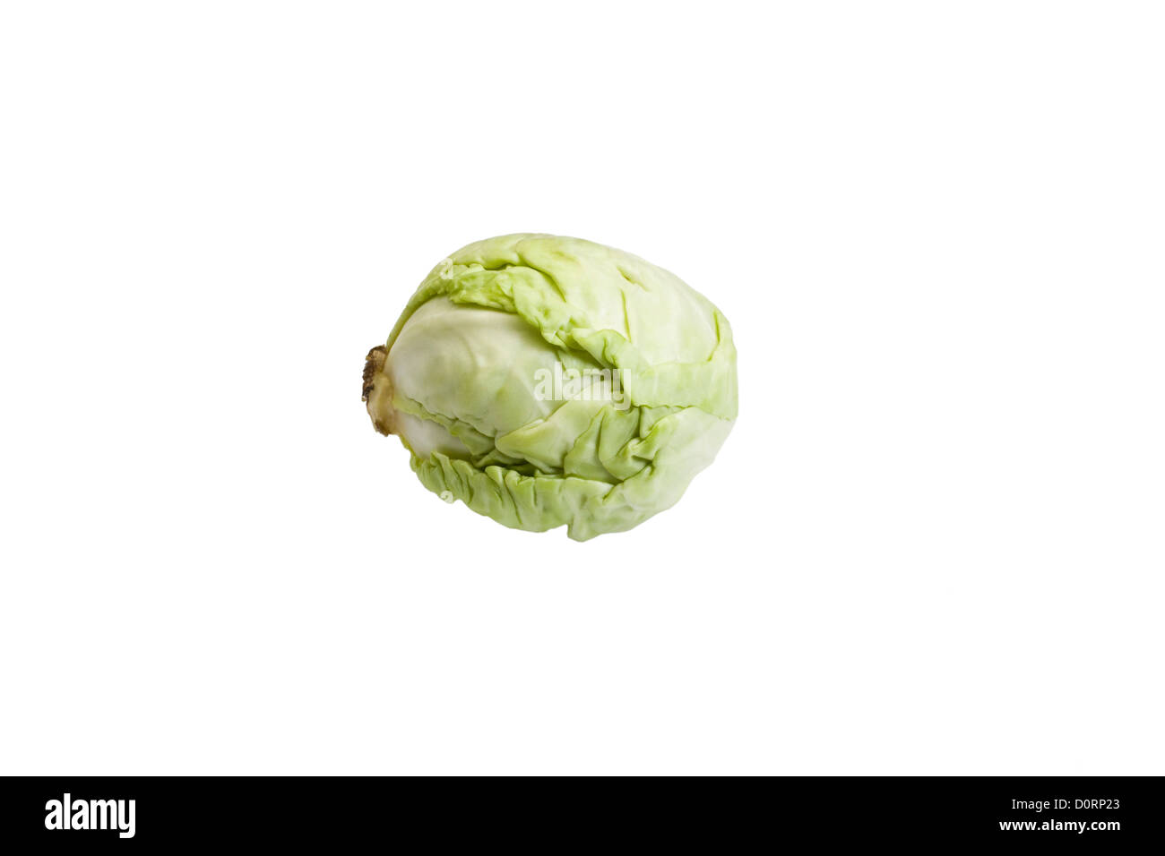 Cabbage leaf eating Cut Out Stock Images & Pictures - Alamy