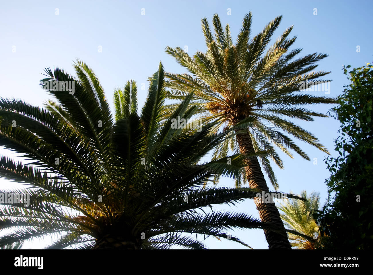 Palm date trees in the garden with clear blue sky Stock Photo - Alamy