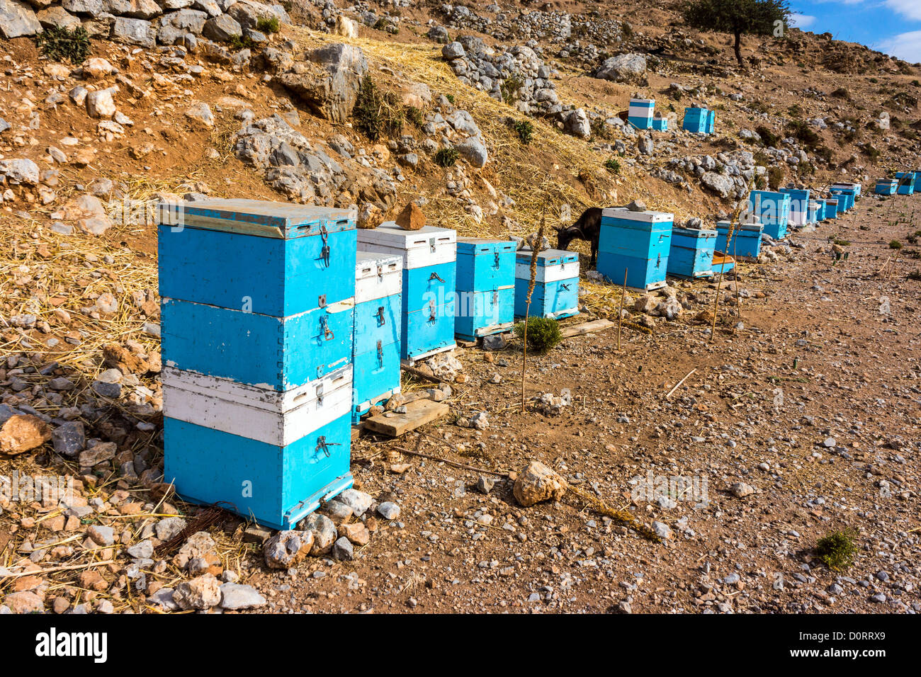 Blue and white beehives on arid hillside, Kalymnos Stock Photo - Alamy
