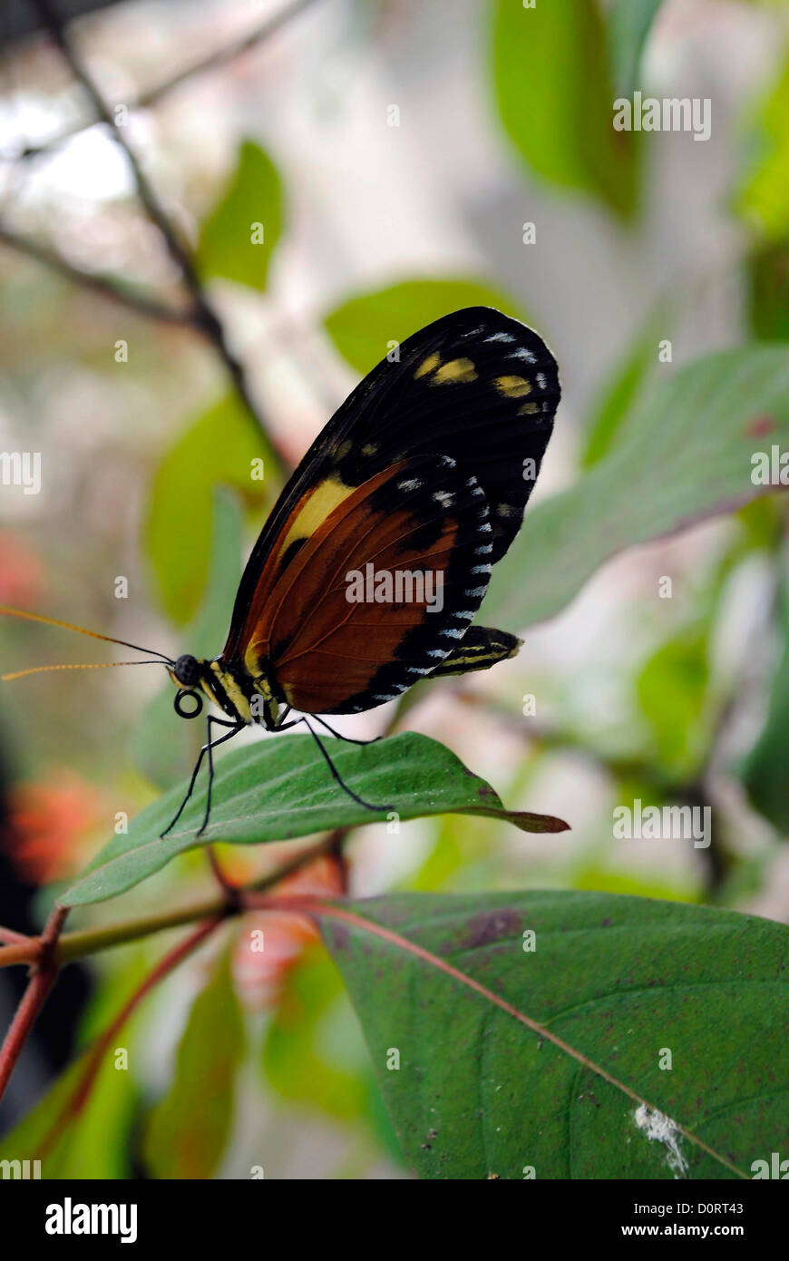 Lepidopteran tropical butterfly hi-res stock photography and images - Alamy