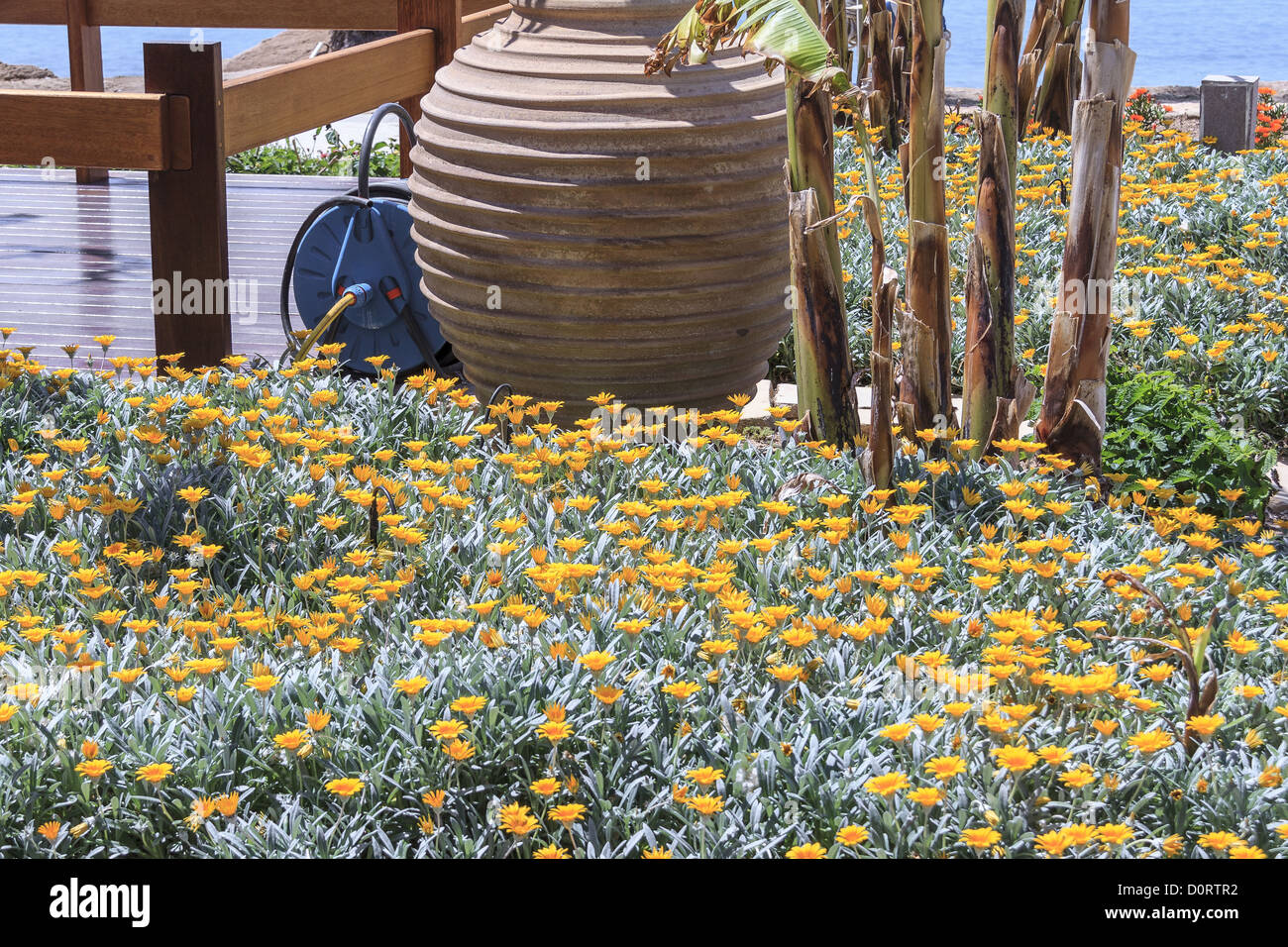 Paphos flora hi-res stock photography and images - Alamy
