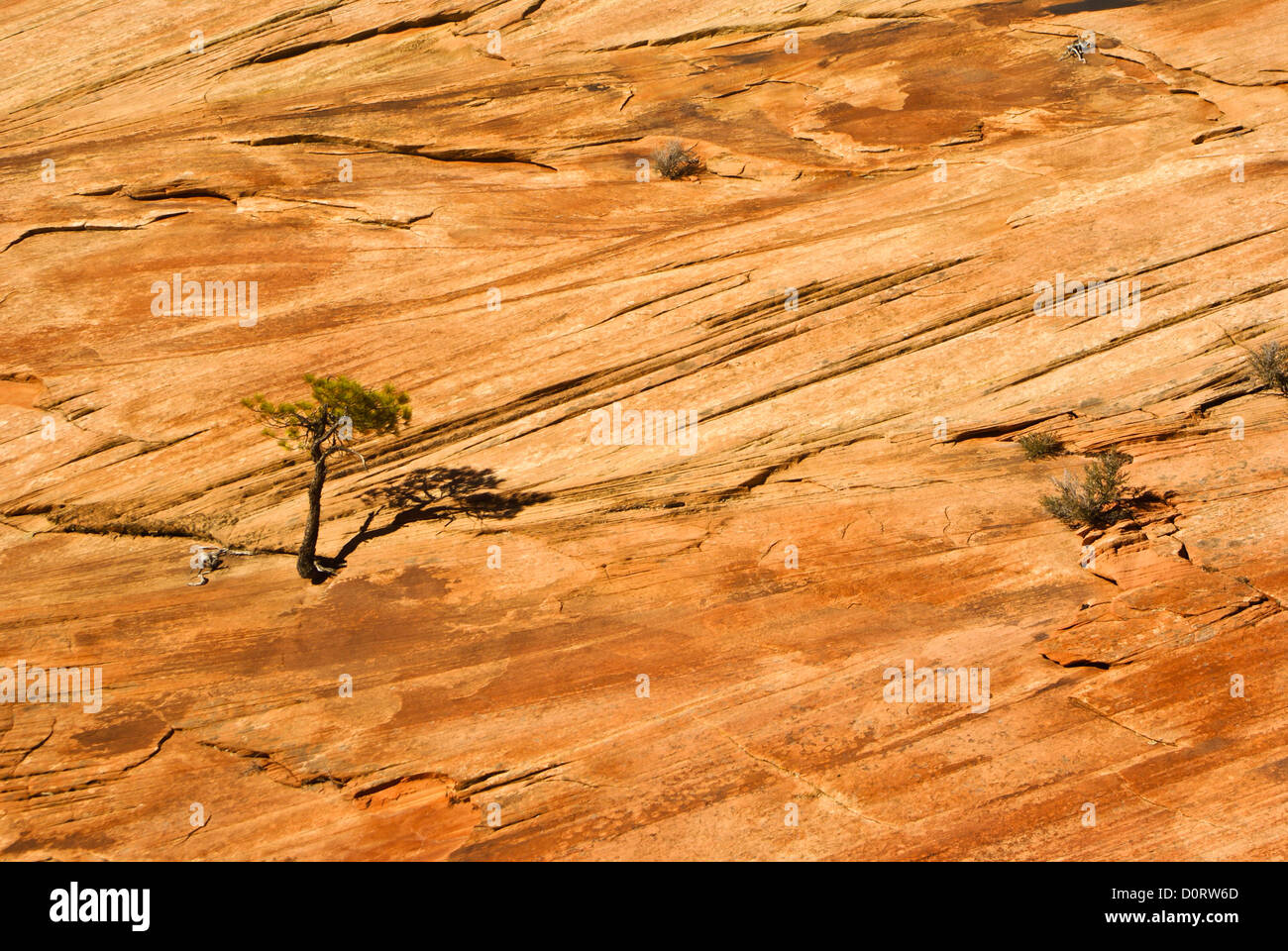 Tree on Sandstone Stock Photo - Alamy