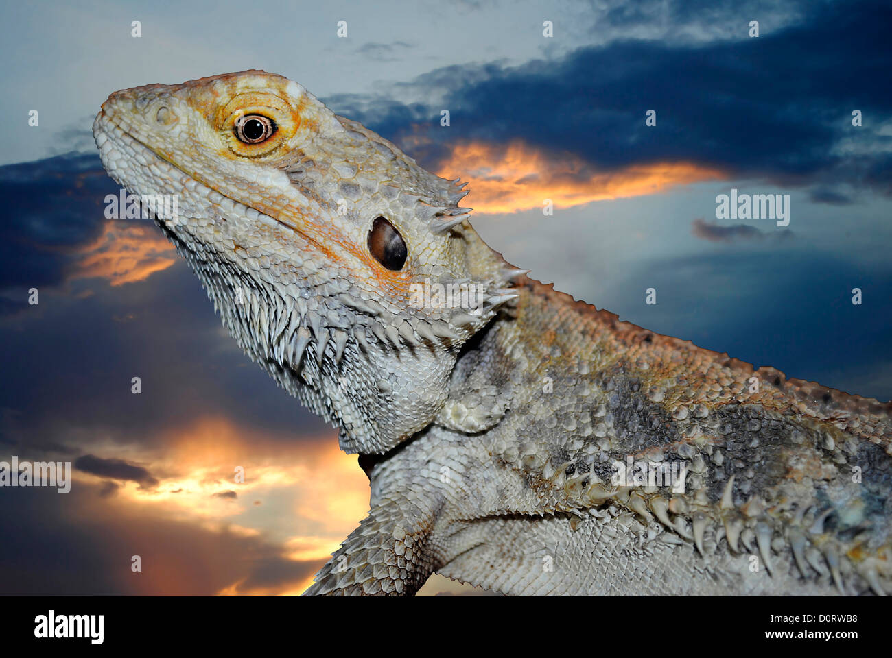 Grey lizards hi-res stock photography and images - Alamy