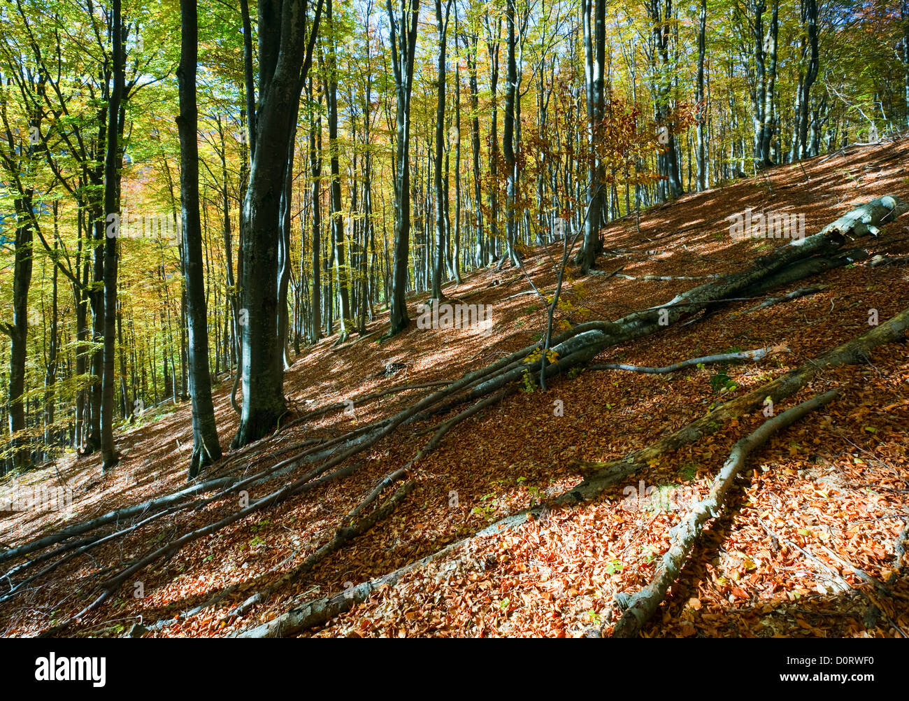 Dead forest ukraine hi-res stock photography and images - Alamy